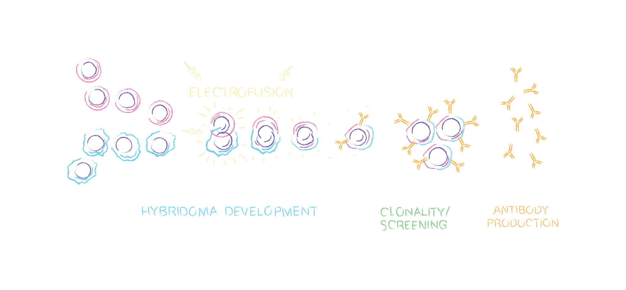 Custom Monoclonal Antibody Development - Kemp Proteins Custom Monoclonal Antibody Development - Kemp Proteins